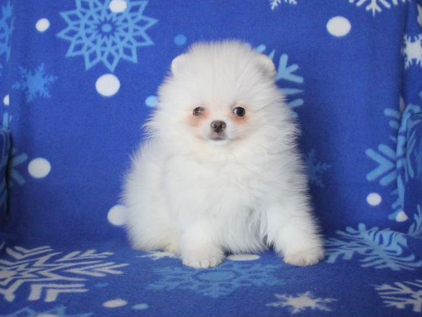 Шпицули - чудо малыши