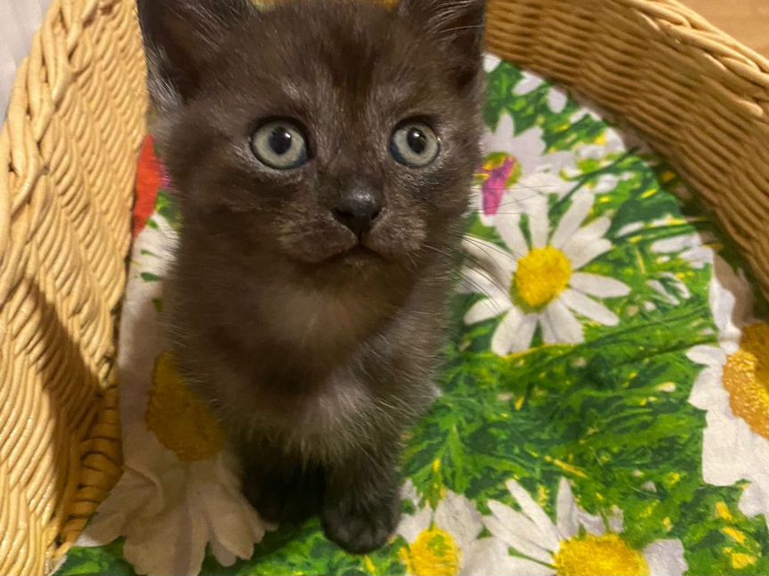 Котики бесплатно в добрые руки