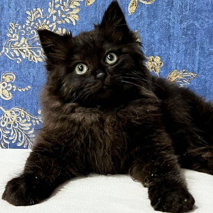 Мальчик 3 мес, в добрые руки