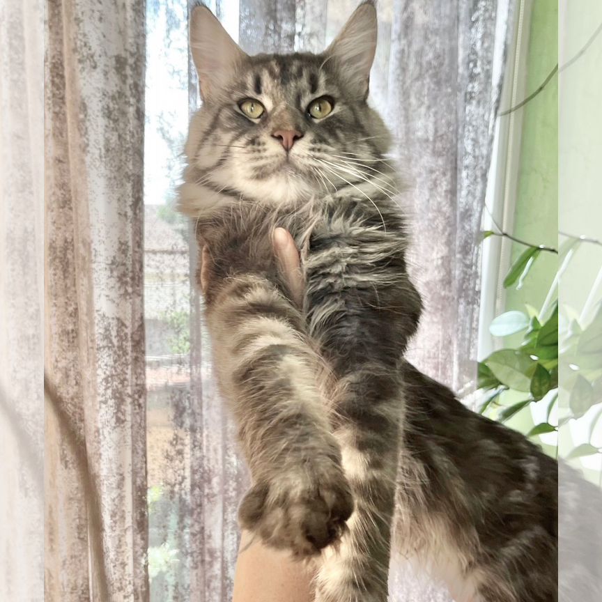 Мейн-кун котёнок