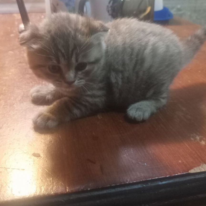 Отдам котенка в добрые руки