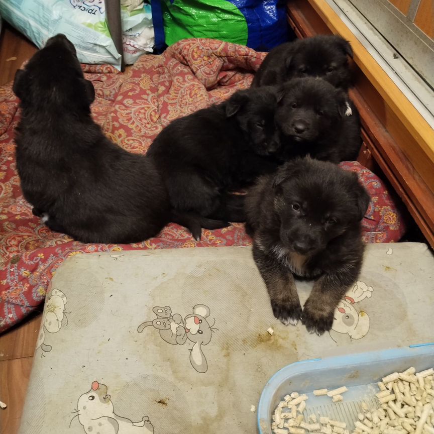 Щенок в добрые руки