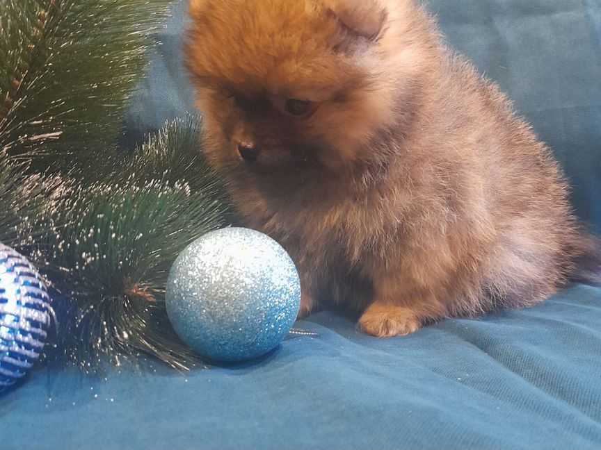 Щенки померанского шпица