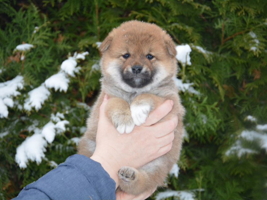 Сиба ину щенки