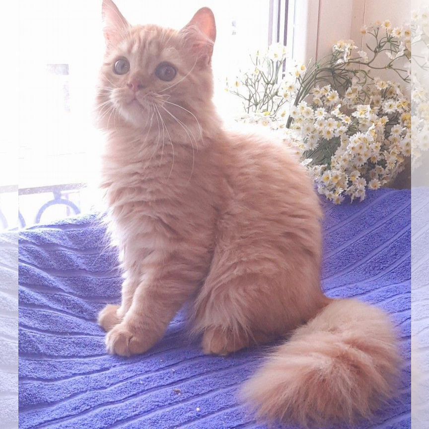 Шотландский длинношерстный котёнок