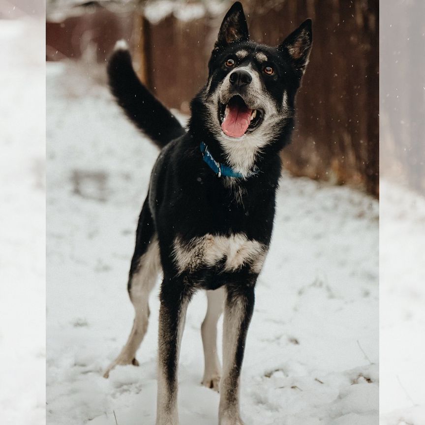 Взрослый пёс в добрые руки