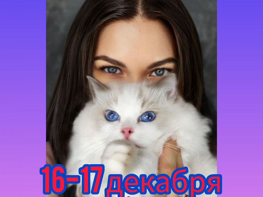 16-17 декабря рэгдолл на выставки кошек