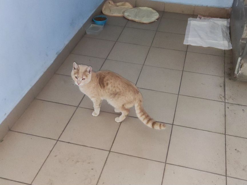 Найден домашний рыжий кот