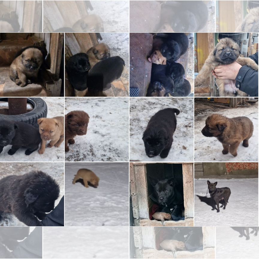 Щенок в добрые руки