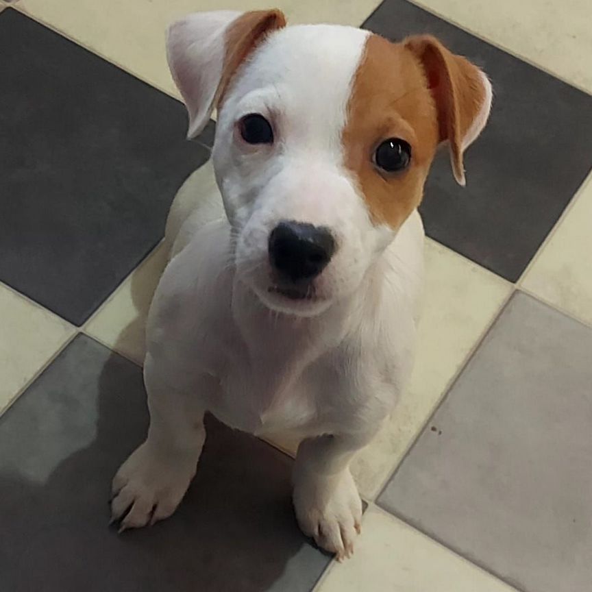 Джек-рассел-терьер, щенок