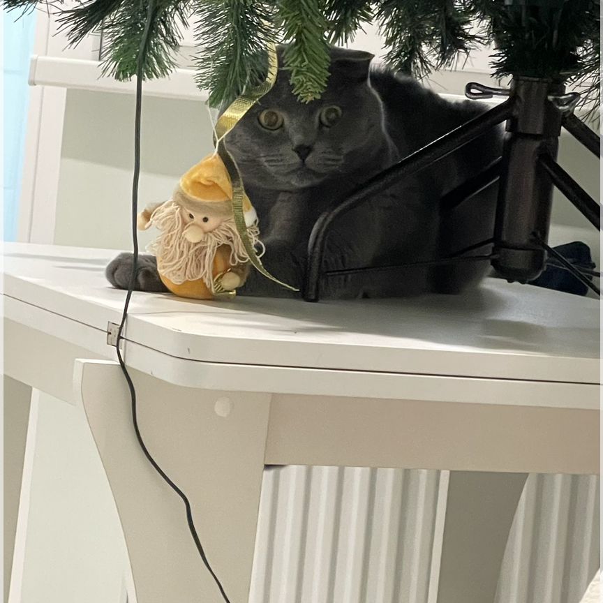 Шотландский вислоухий длинношёрстный кот, взрослый