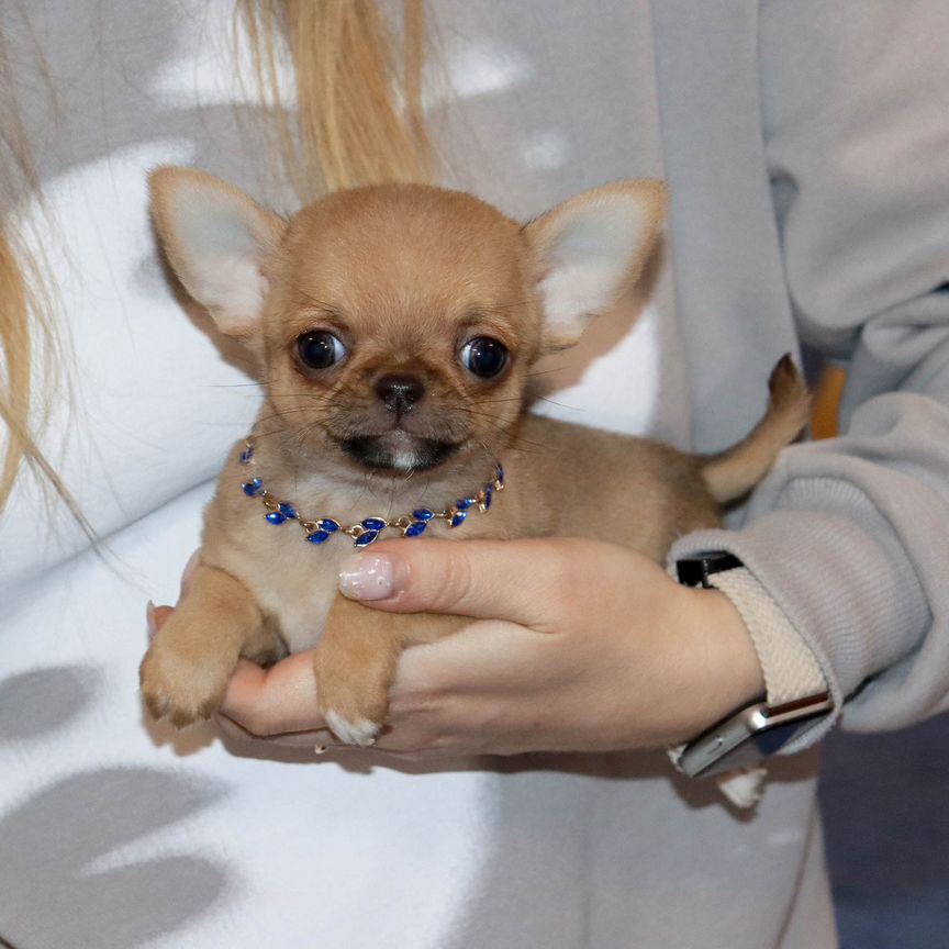 Мальчик Чиxуaxуa бэби-Фэйс с доставкой и видео