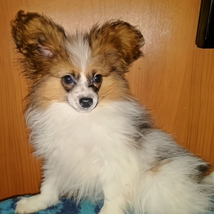 Континентальный той-спаниель папильон, щенок