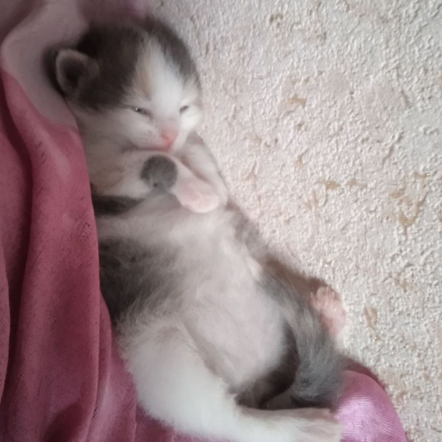 Котенок