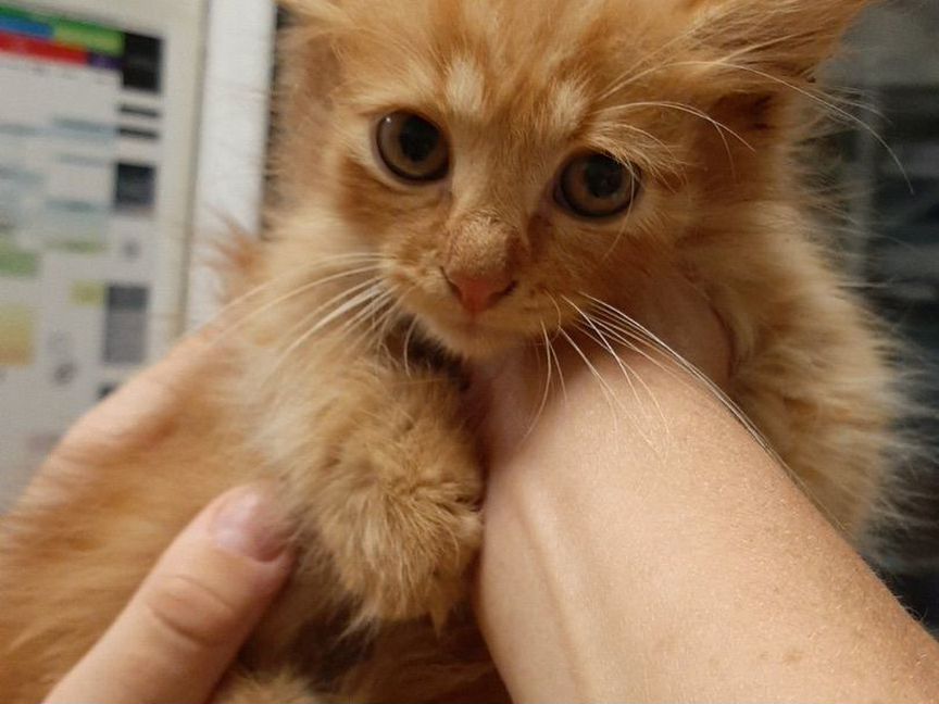 Котята в добрые руки