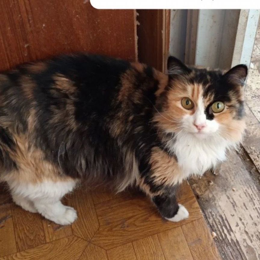 Взрослая, Девочка кошка в добрые руки