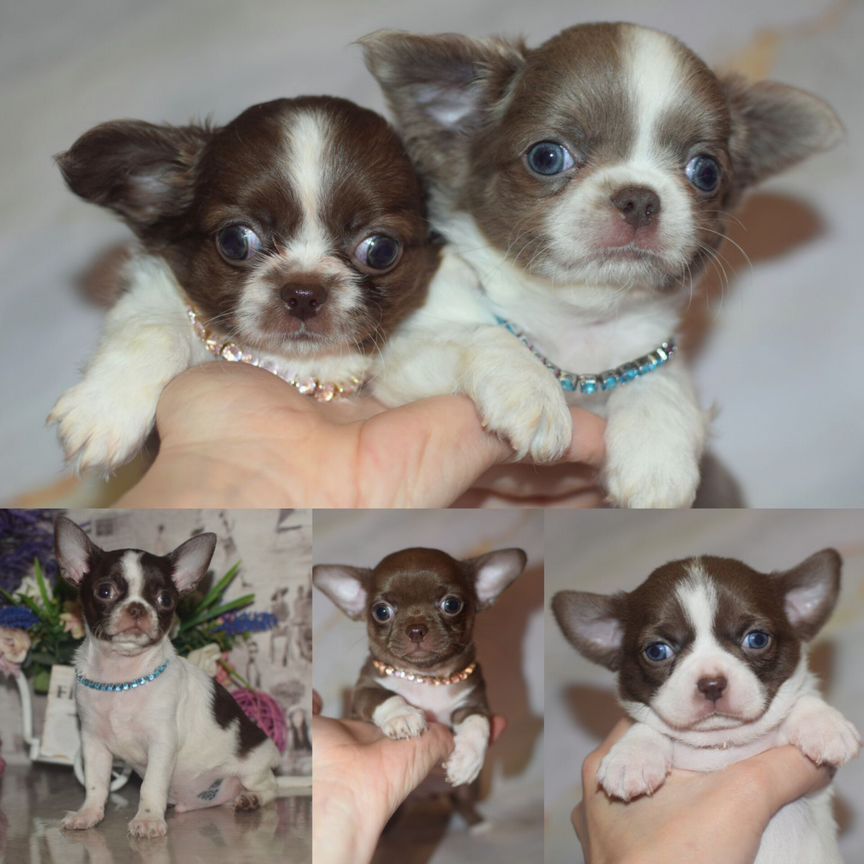 Классные малыши чихуахуа РКФ