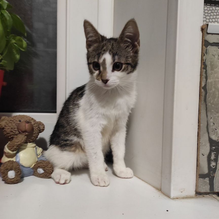 Котенок ищет дом