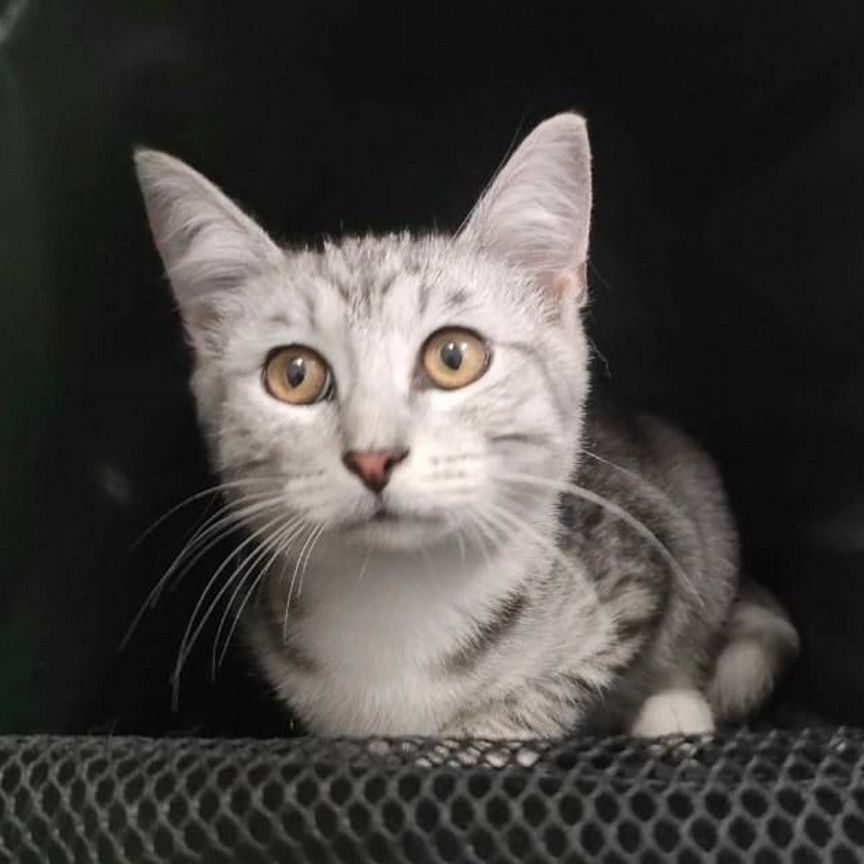 Малыш горошек