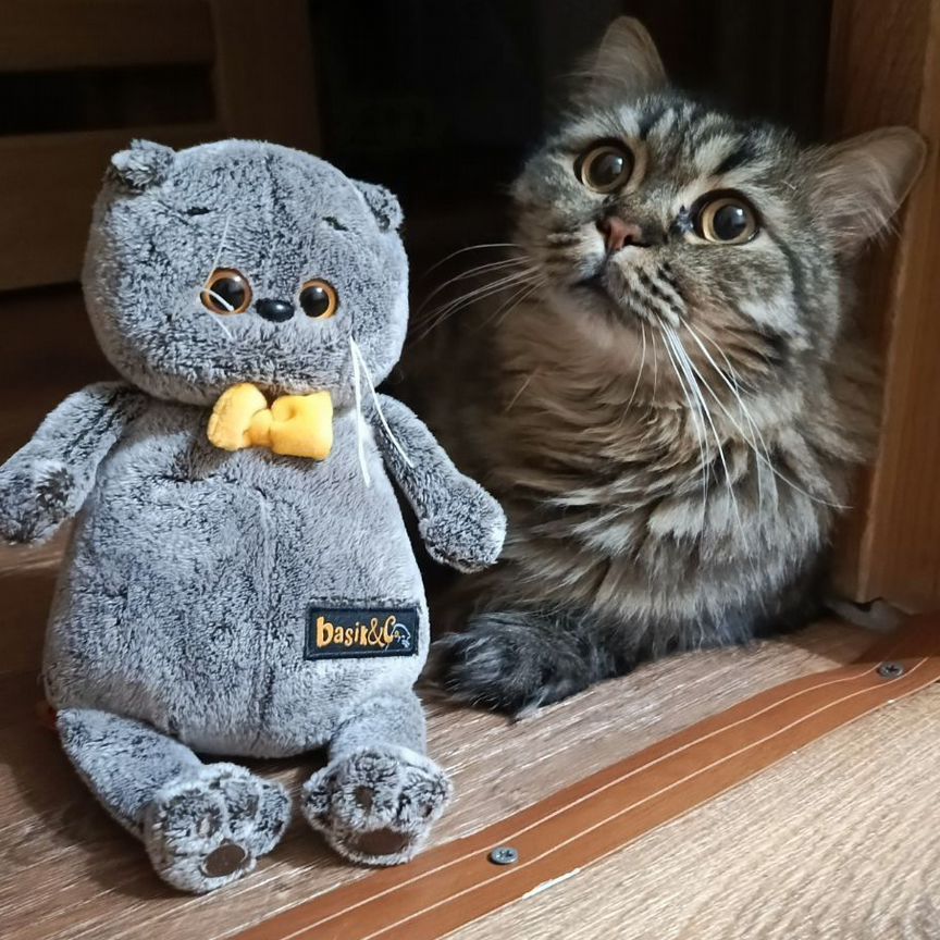 Сибирский котёнок