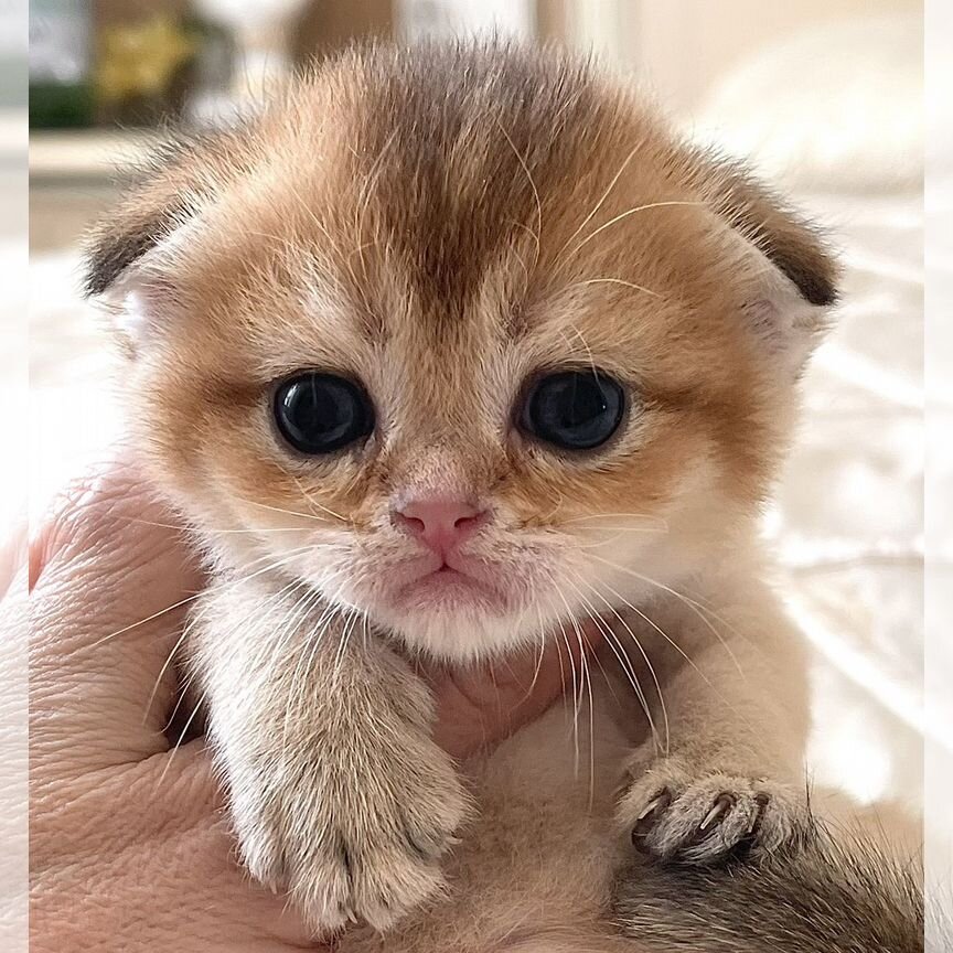 Вислоушка Золотой плюш