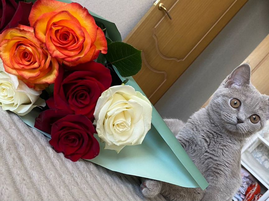 Котёнок, девочка, ищет дом