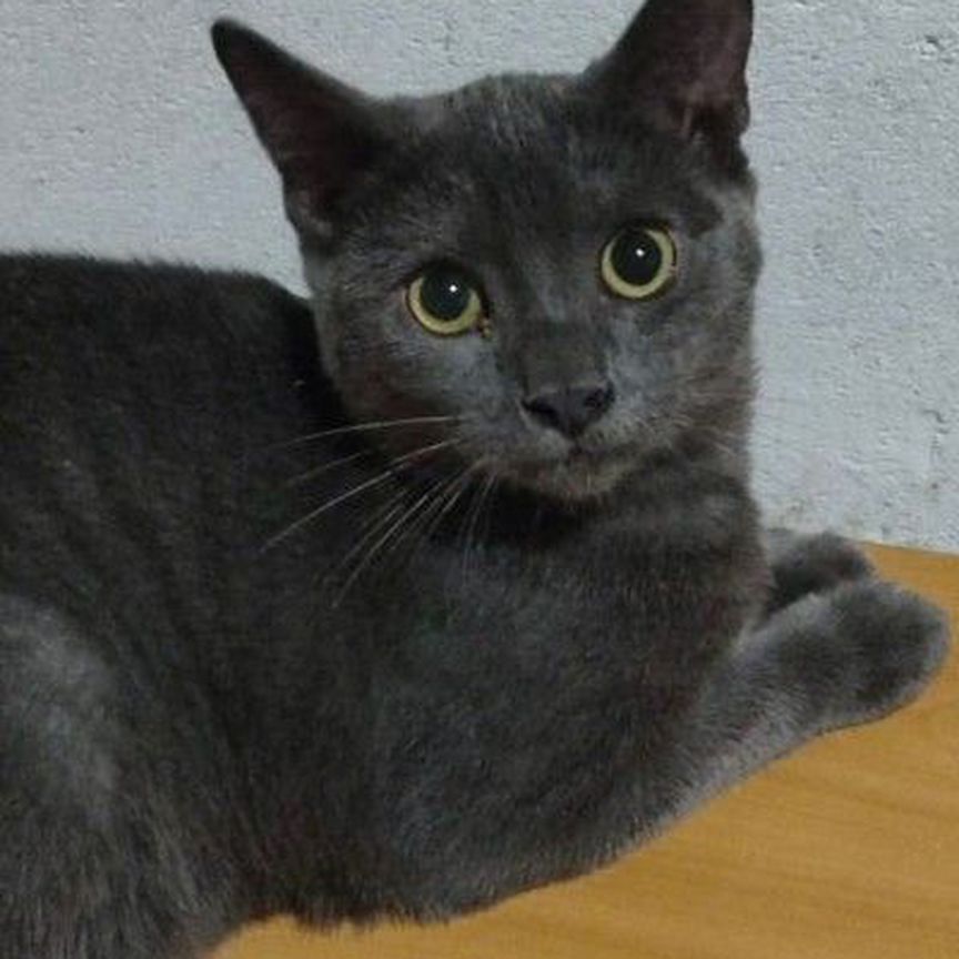 Коты и кошки мышеловы