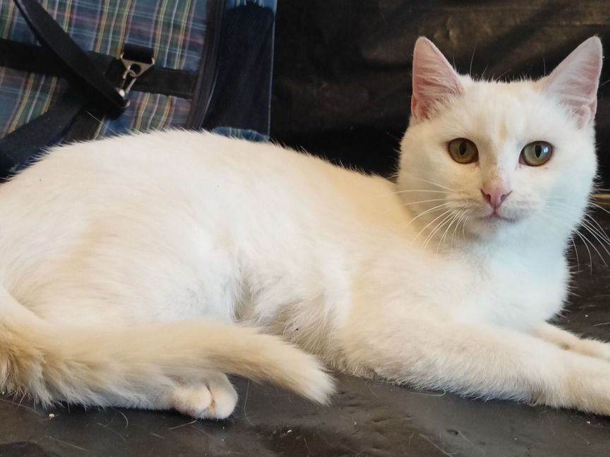 Белочка снова ищет семью