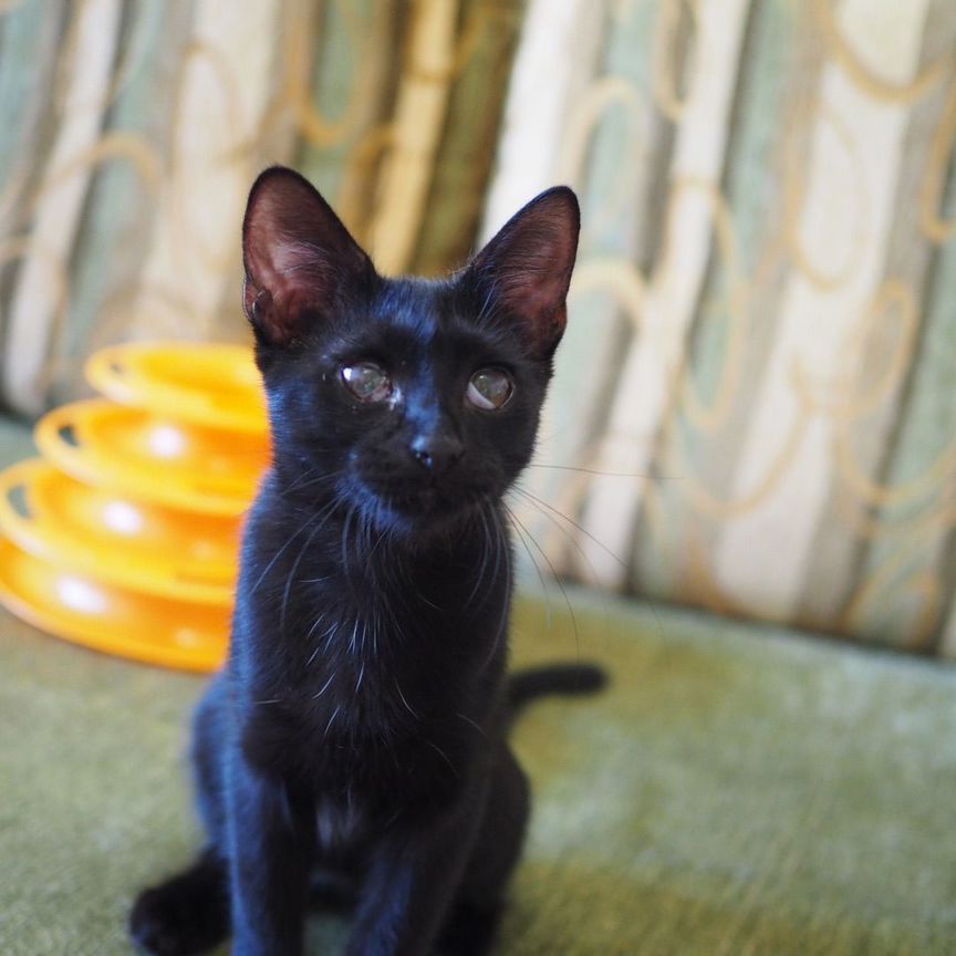 Чернично-черный котенок в дар
