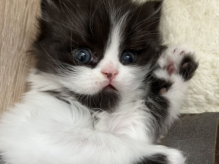 Шотландский котенок