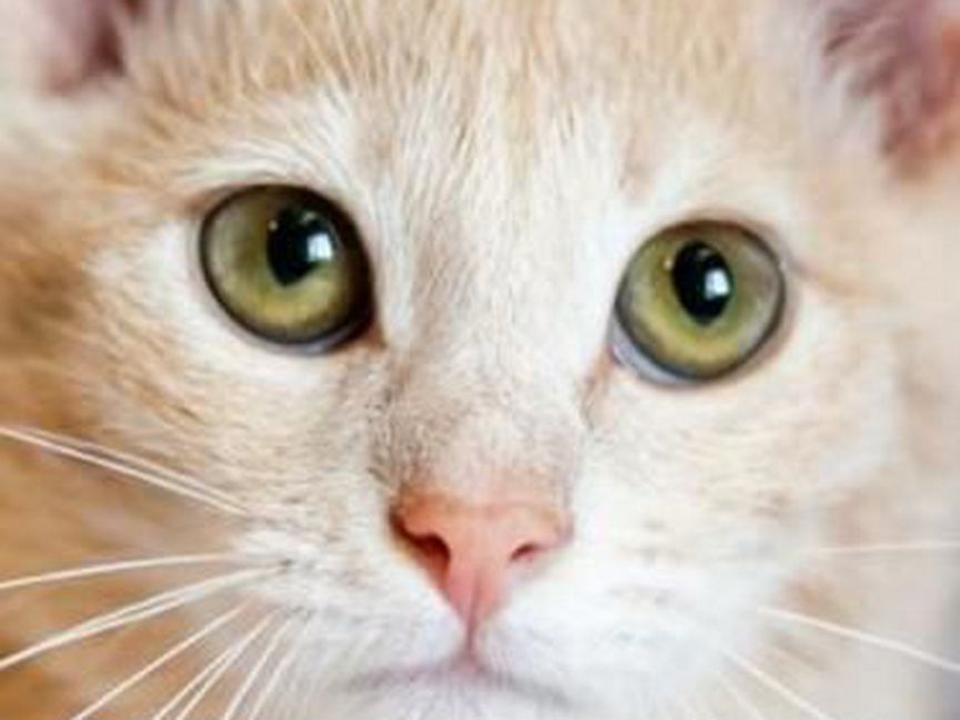 Ласковый рыжий Котенок Джонни живёт в офисе