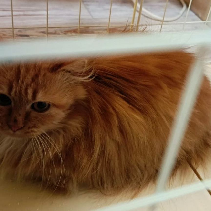 Котята 3 мес, девочки