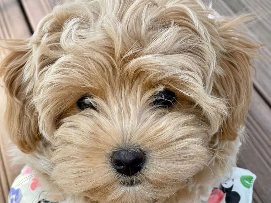 Праздничные Мальтипу F1 в Самаре