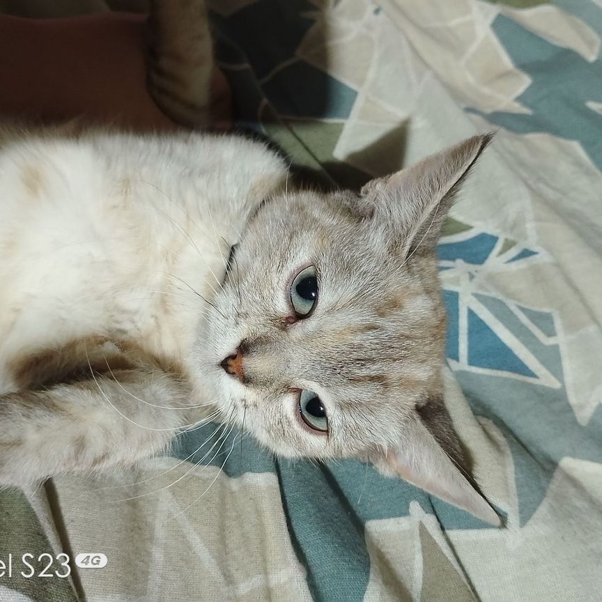 Котята корниш-рекс