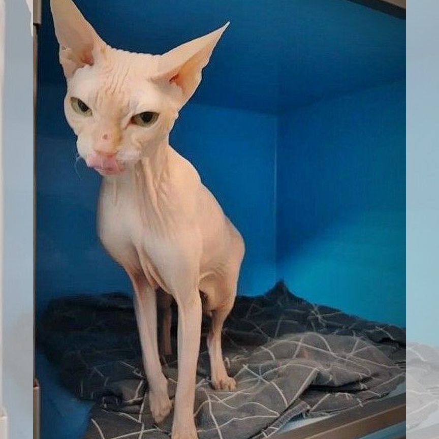 Канадский сфинкс, взрослая кошка