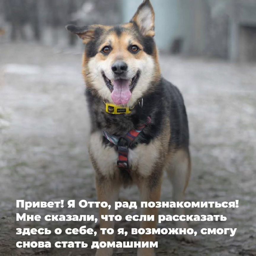 Небольшой социализированный Отто ждёт вас в приюте