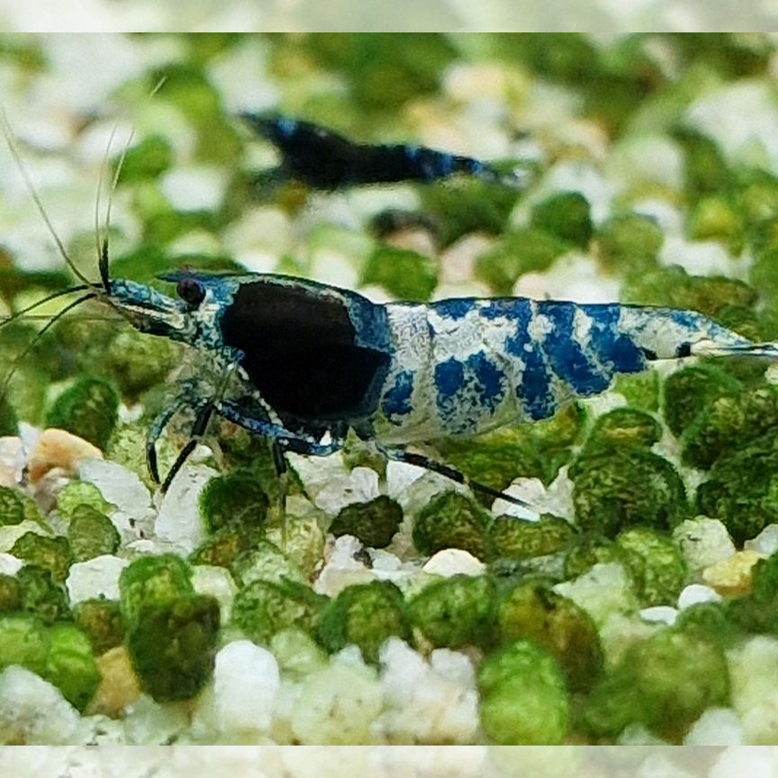 Креветки Тайваньские пчелы (Taiwan Bees)