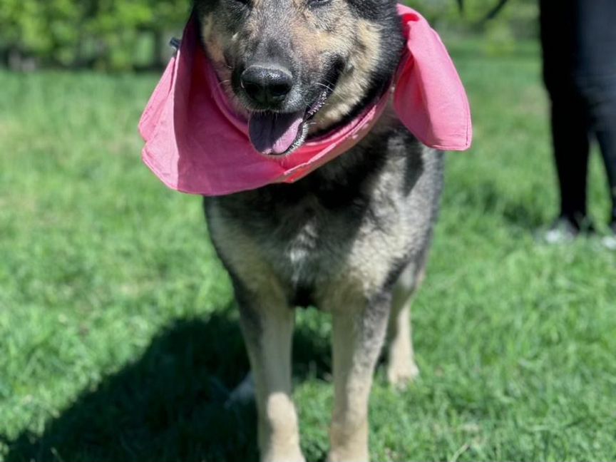 Ариэль ищет дом