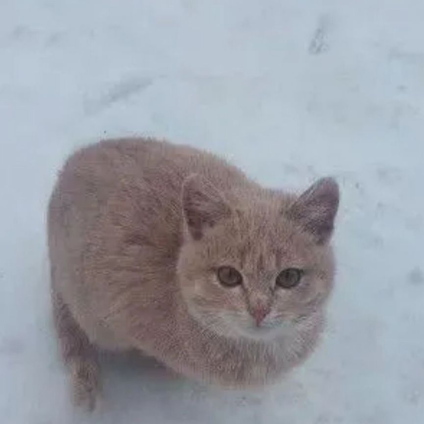 Котенок в добрые руки