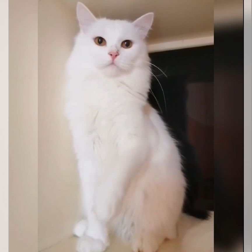Белоснежный котик в добрые руки