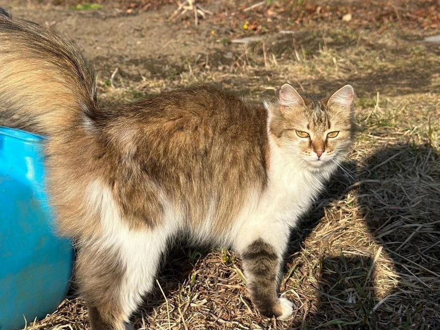 Кошка Бента