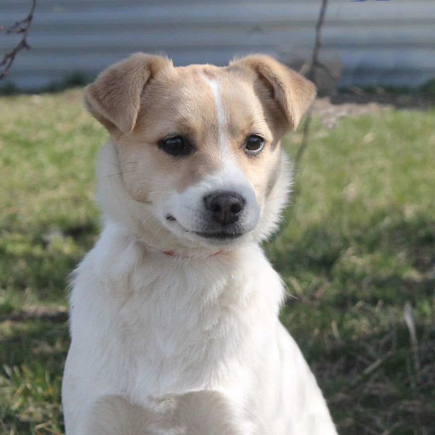 Ищет дом не большая собачка Ромашка