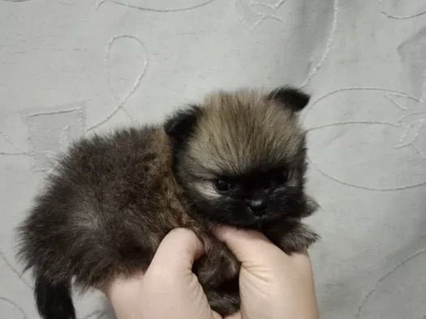 Померанский шпиц микро