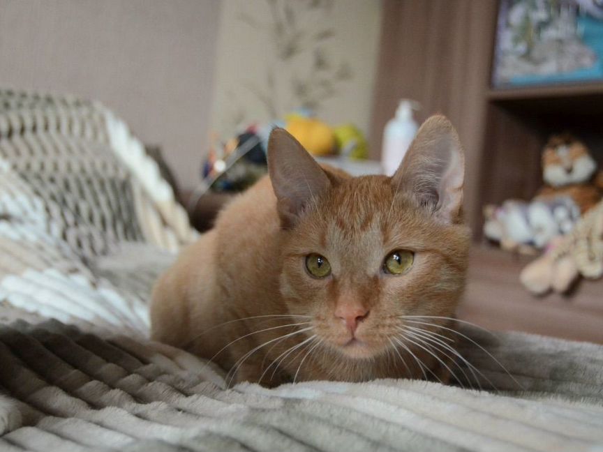 Котенок в добрые руки