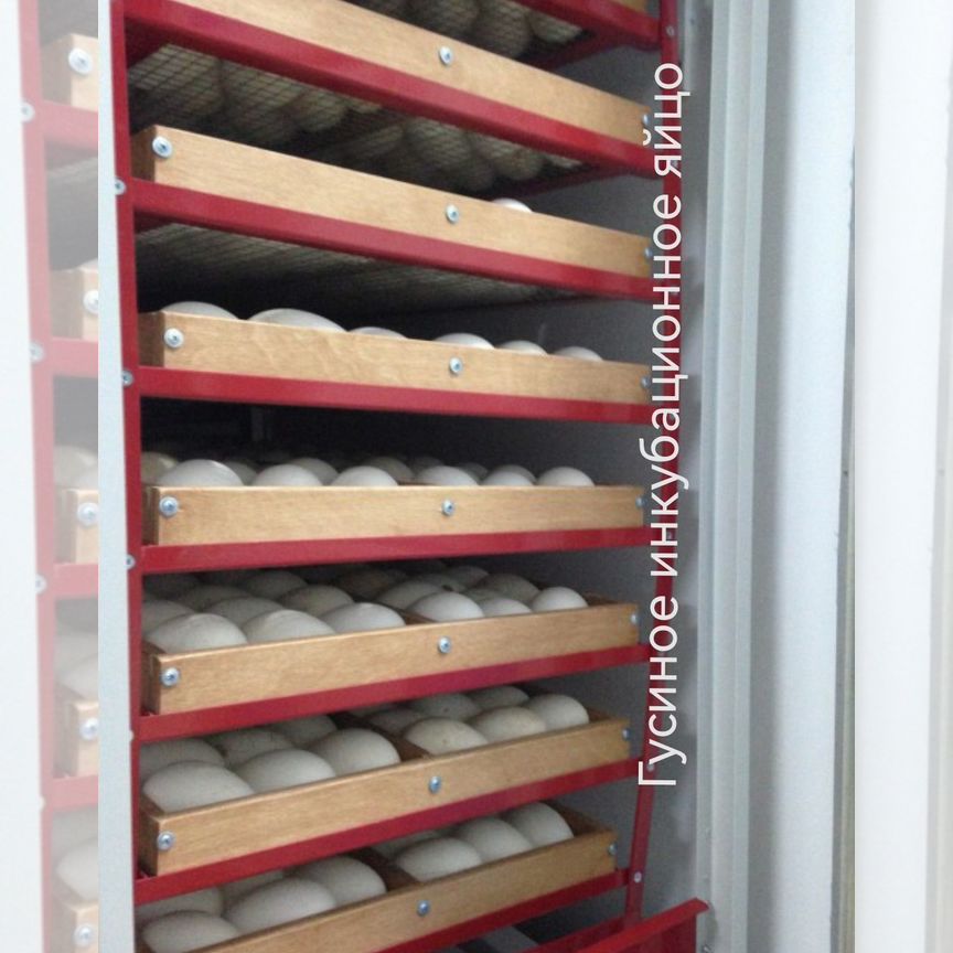 Инкубационное яйцо гуся высокий оплод