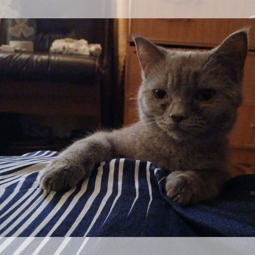 Кошки