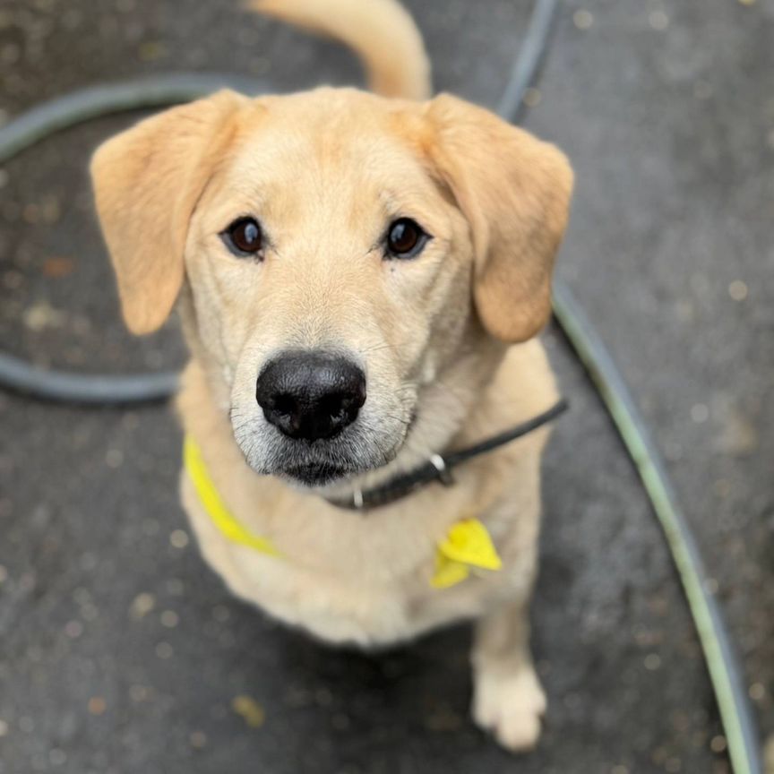 Взрослый пёс в добрые руки