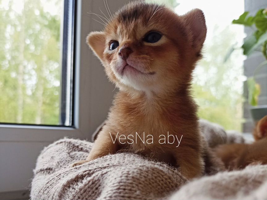 Абиссинские котята