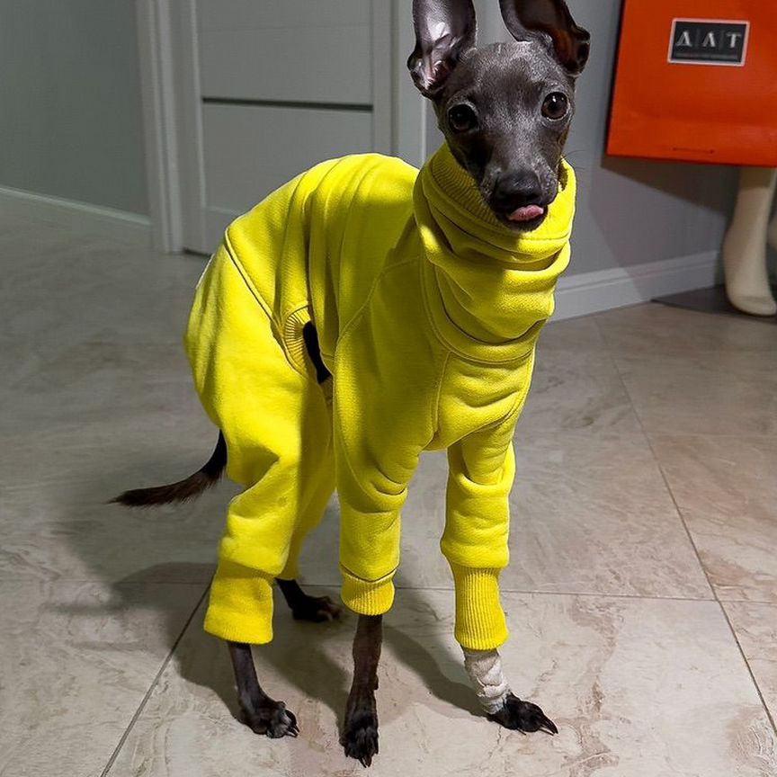 Левретка девочка вязка