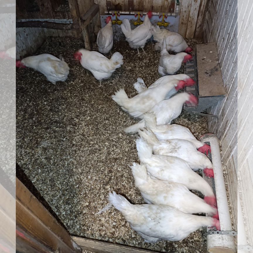 Куры несушки